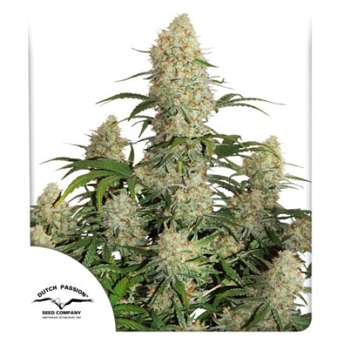 AUTO - CRITICAL ORANGE PUNCH X3 UNIDADES — Indajaus