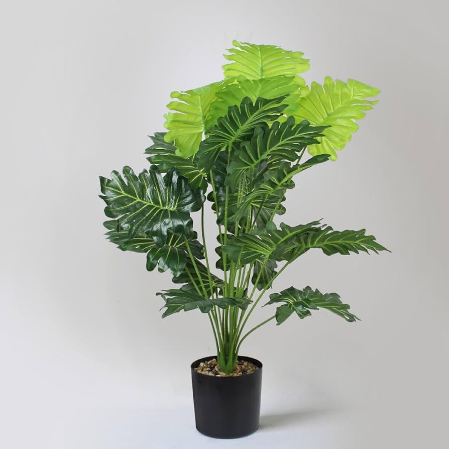 Planta Montera 75cm — Casa Fessta