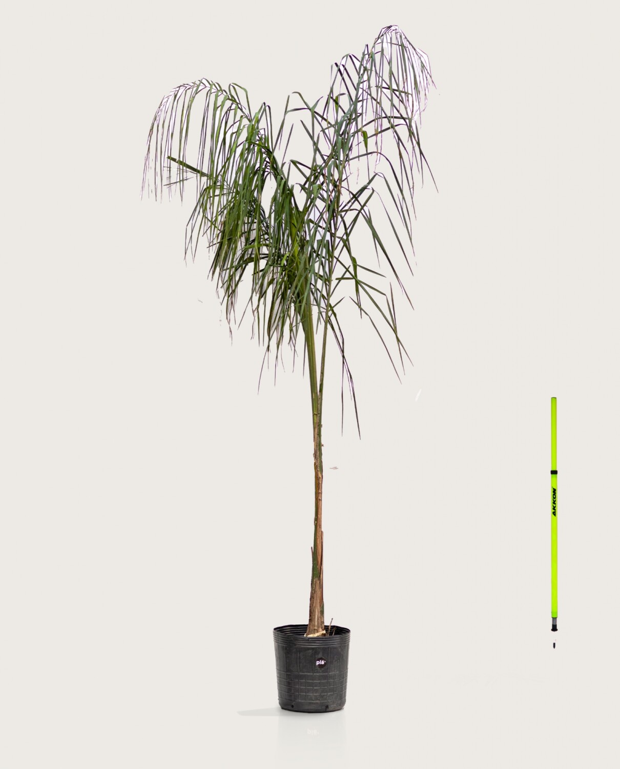 Palmera Pindo - XL H: 2.5m / 3m — Planters