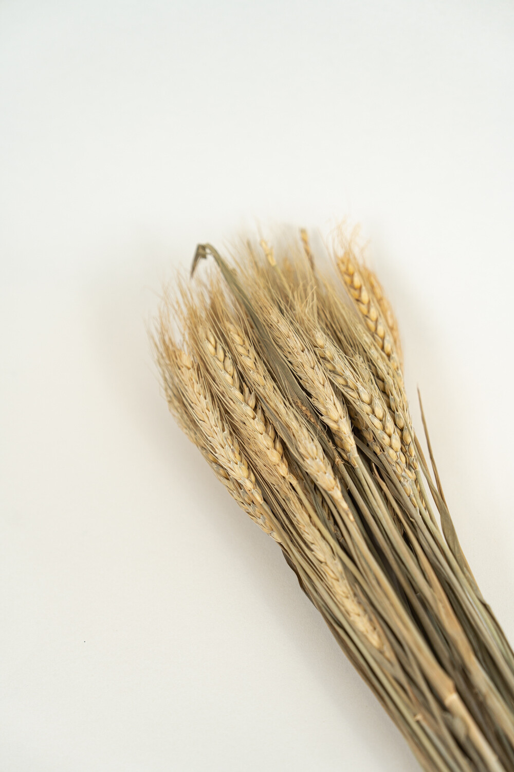 Deco Floral Trigo Seco - Color Unico — Indian