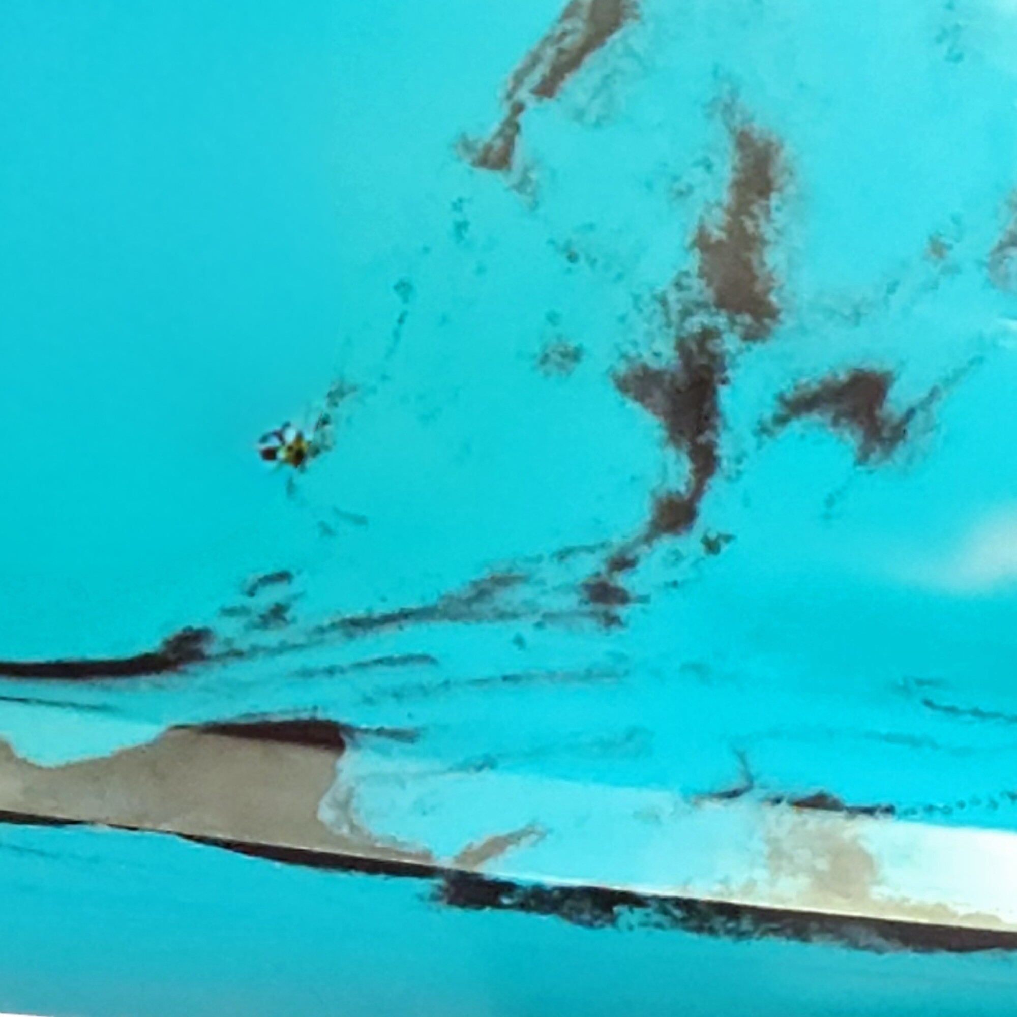 Kayak Caiaker New Foca - Azul neon — Aventureros