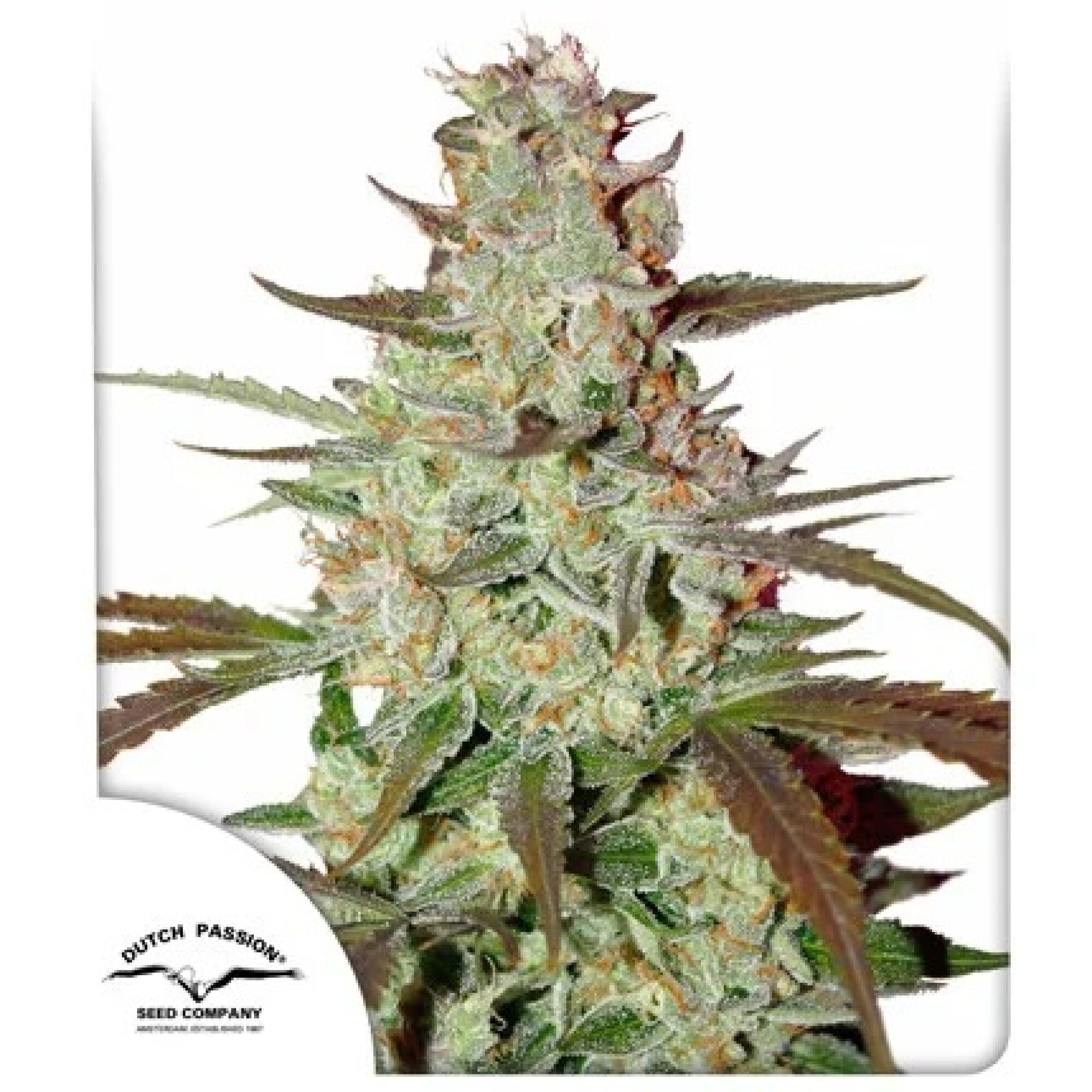 AUTO - BLUE MAZAR X3 UNIDADES — Indajaus