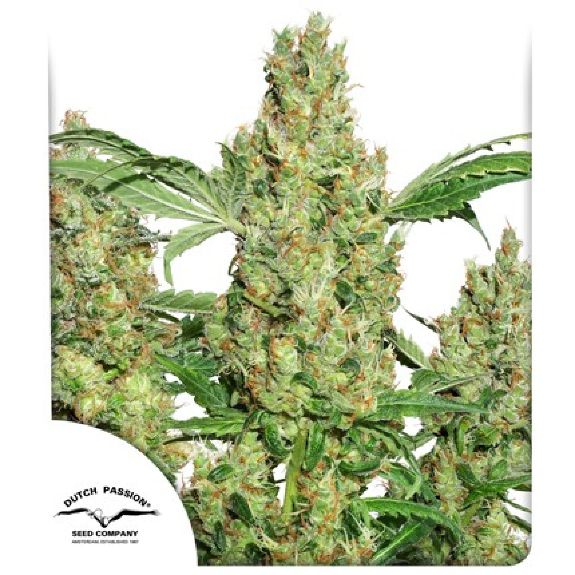 FEM - POWER PLANT® X3 UNIDADES — Indajaus