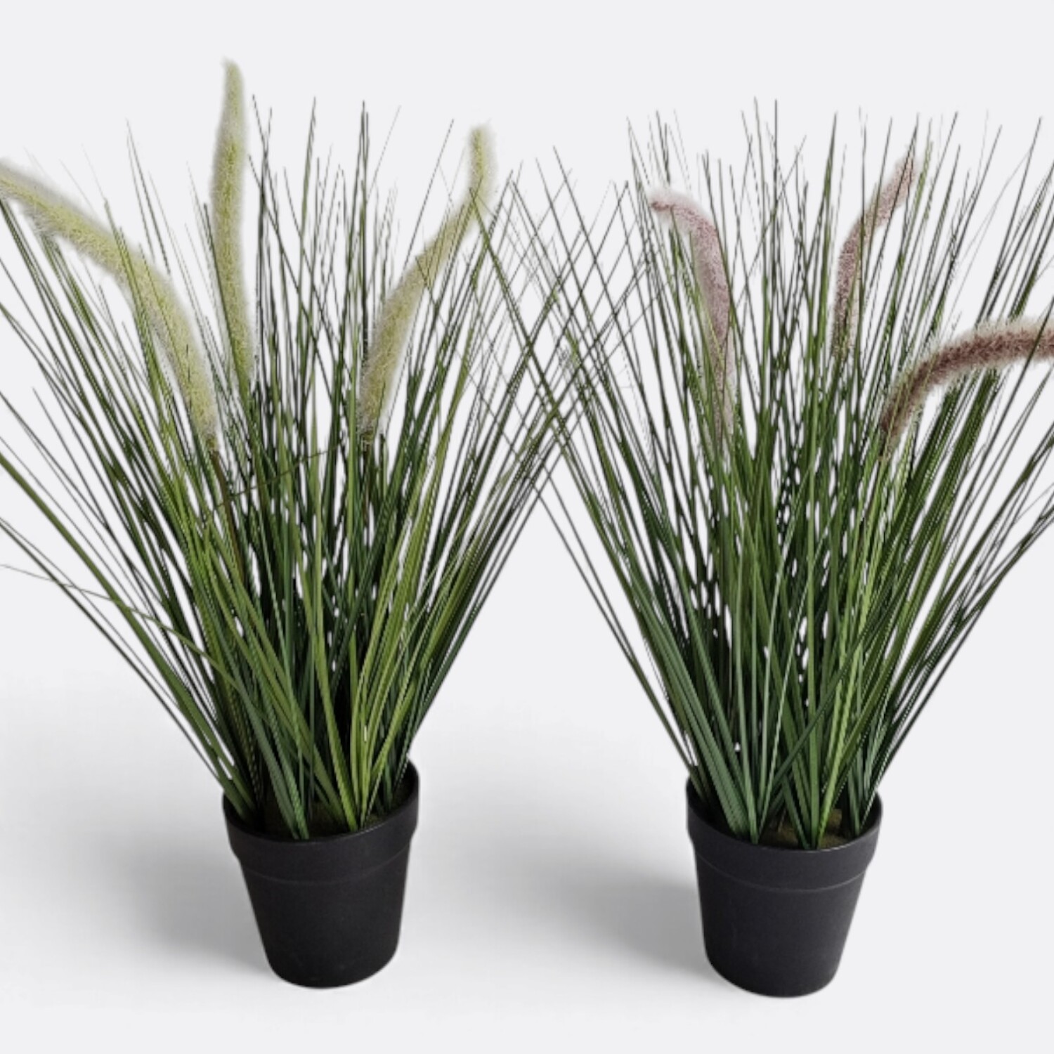 Planta Con Maceta Setaria - Modelo 2 — Que Regalo