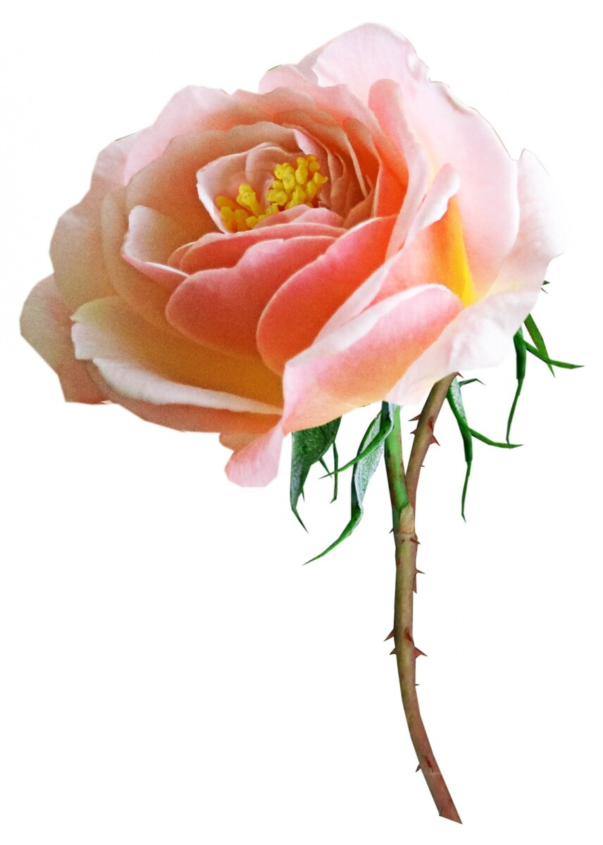 ROSA LARGA ARTIFICIAL 75CM 5 COLORES 25492 Q240 M20 — El Clon