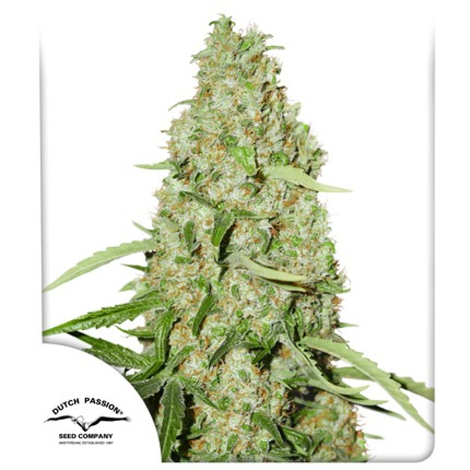 FEM - THINK FAST® X3 UNIDADES — Indajaus