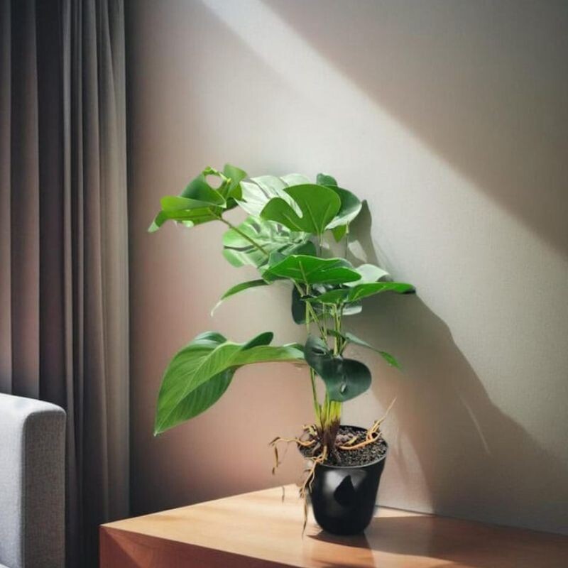 Planta con Maceta — Casa Fessta