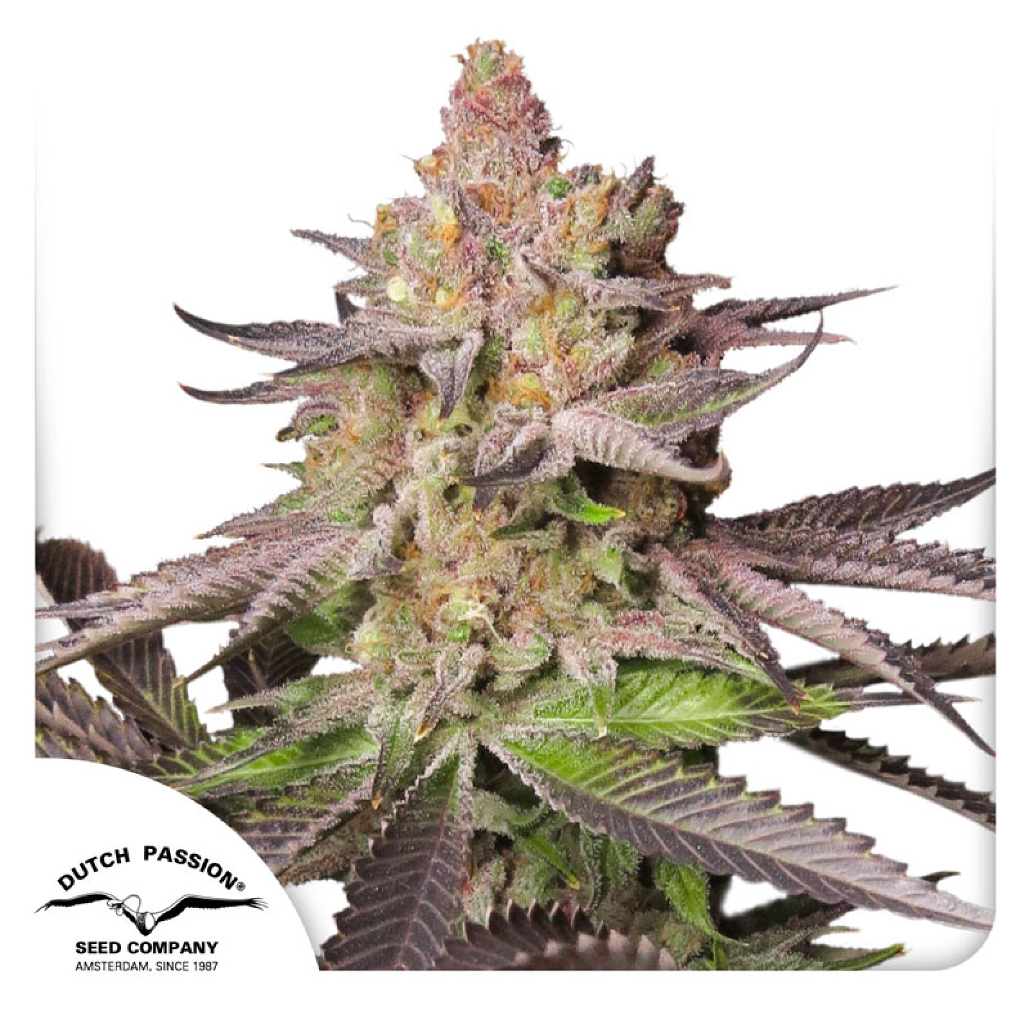 FEM - MELONADE RUNTZ X3 UNIDADES — Indajaus