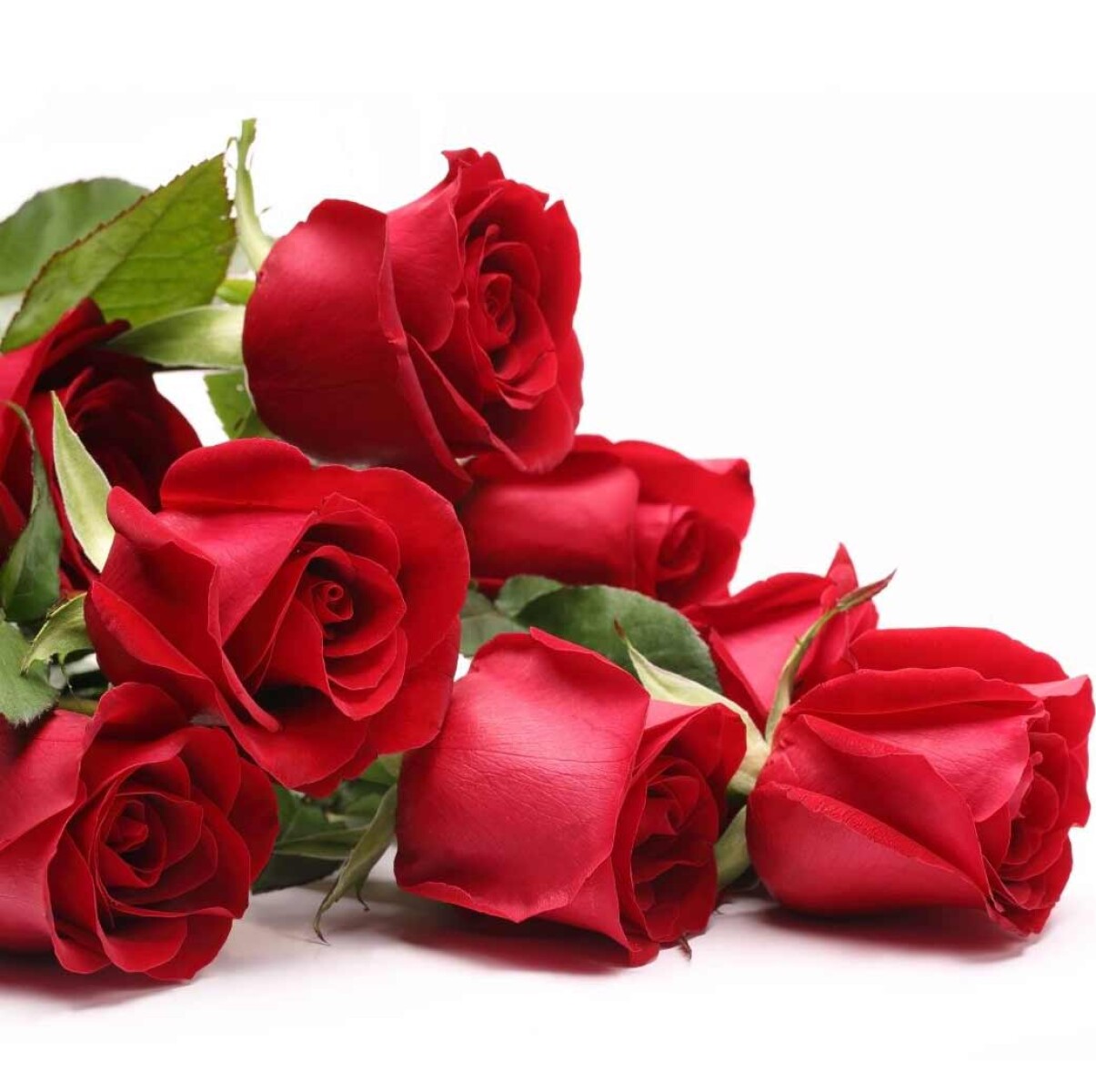 Ramo de rosas naturales - 6 rosas — Universo Regalos