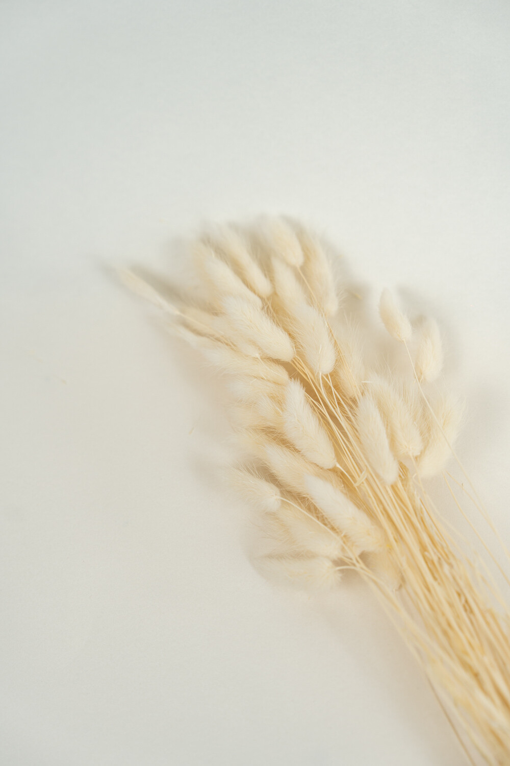 Deco Floral Cebada De Conejo, Seco - Color Unico — Indian